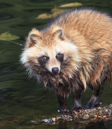 Tubantia.nl, het laatste nieuws uit Twente en de Achterhoek | tubantia.nl