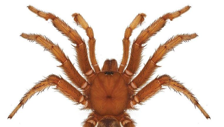 Parasiet, koraalrifvis en harige spin: deze negen diersoorten zijn ...