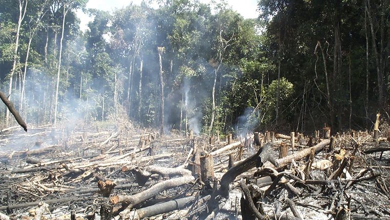 Illegale houtkap Braziliaans regenwoud stijgt onrustbarend | Trouw