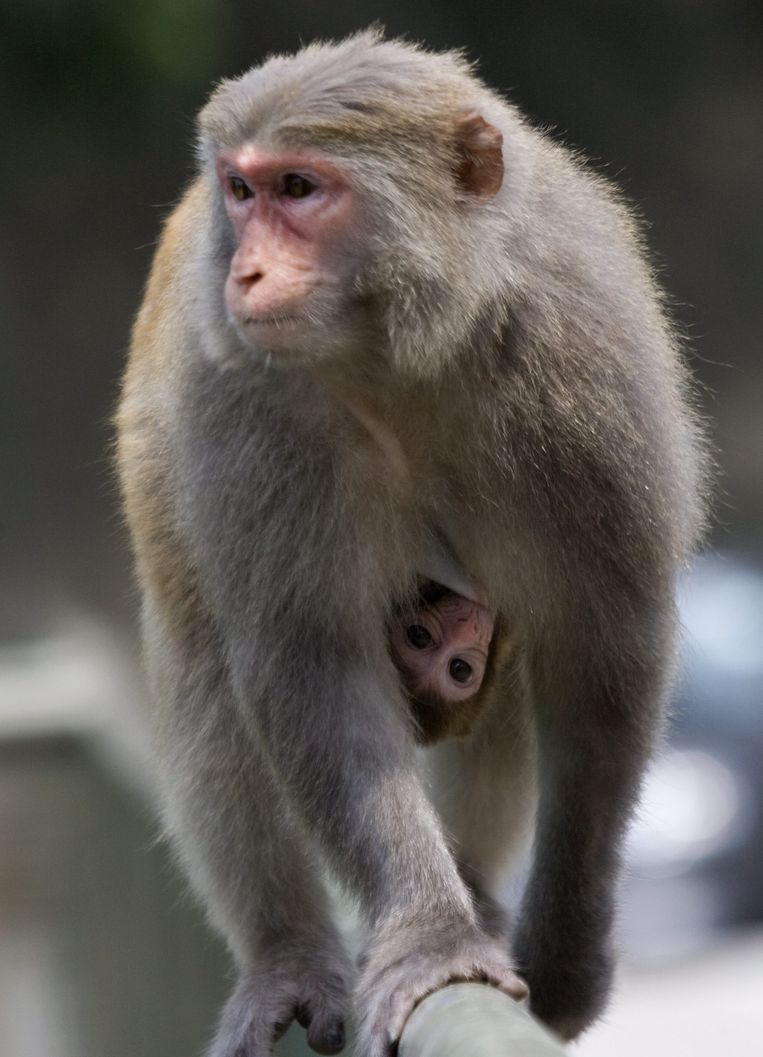 Er liepen eens makaken op het Hollandse strand | Trouw