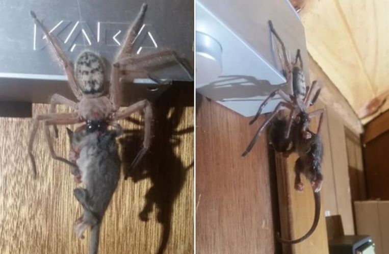 Enorme spin verslindt dwergbuidelmuis in Australië | Dieren ...