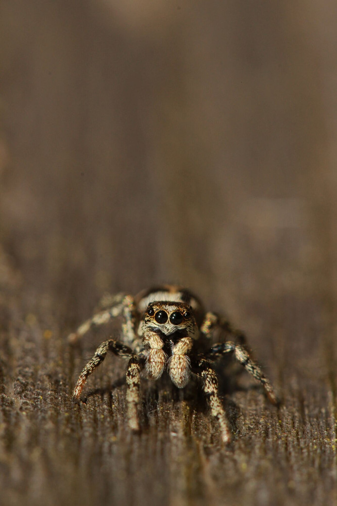 Met deze zeven grote spinnen reis je vandaag naar het werk | Binnenland ...