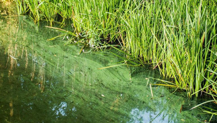 Blauwalg in het water: wanneer kunnen we weer zwemmen? | Het Parool