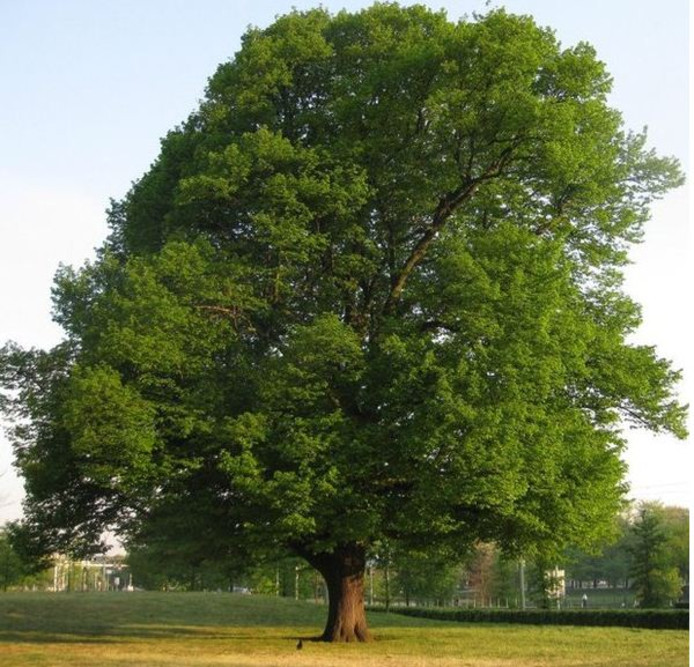 Bewoners te hoop tegen overlastgevende lindebomen | Waalwijk | bd.nl