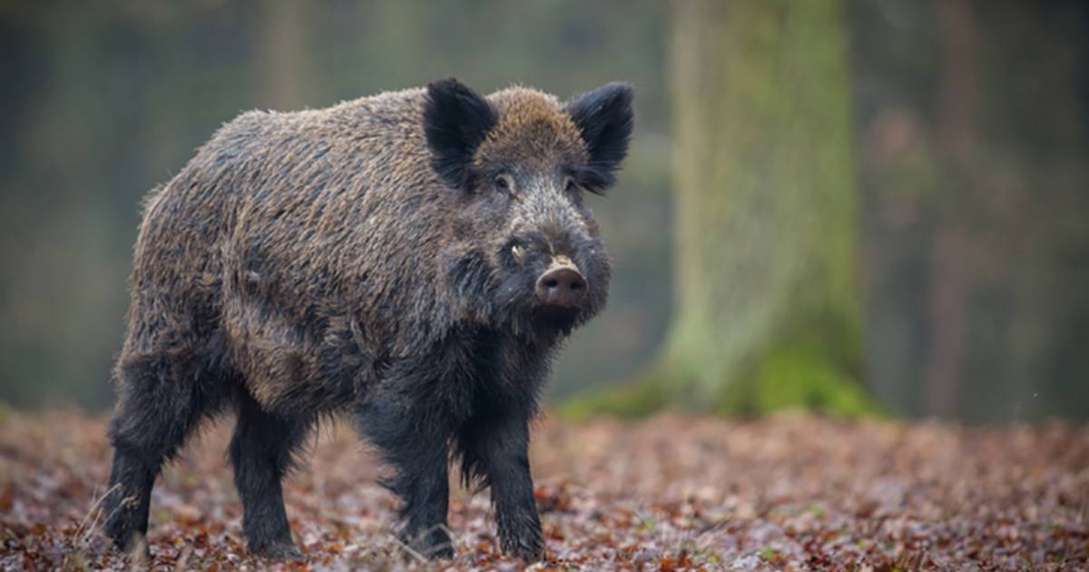 Kadaver van wild dier aangetroffen? Meld het aan Agentschap Natuur en ...