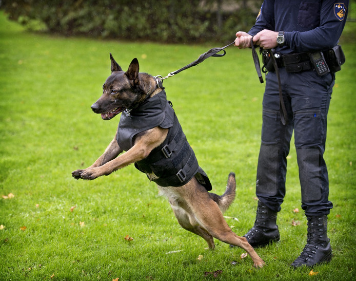 Politie zat fout met afwijzen claim hondengeleider en moet 13.050 euro ...