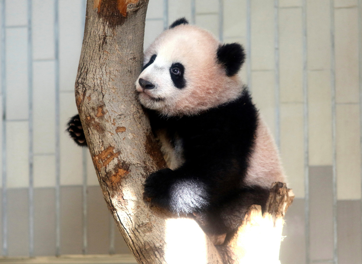 Japanners loten om babypanda Xiang Xiang te mogen zien | Foto | AD.nl