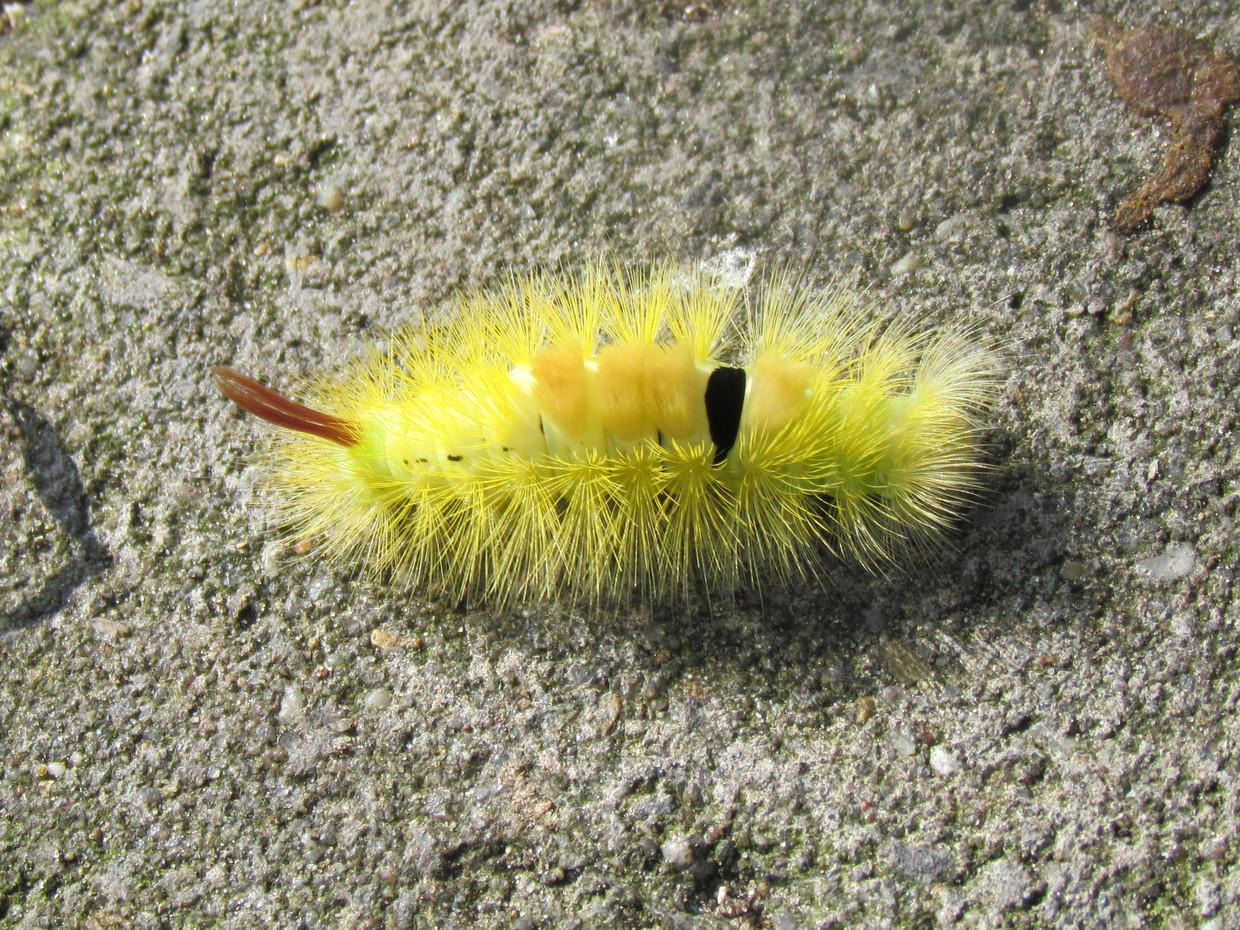 Borstelige rupsen | Trouw