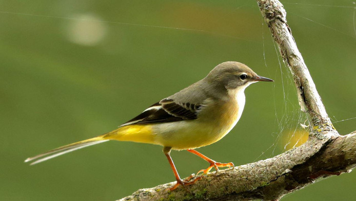 Klein Geel Vogeltje , wat is de kleinste vogel – XVYP