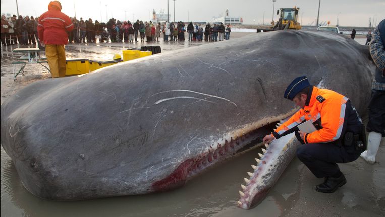 Koksijde wil beroemde potvis Valentijn reconstrueren | Dieren ...