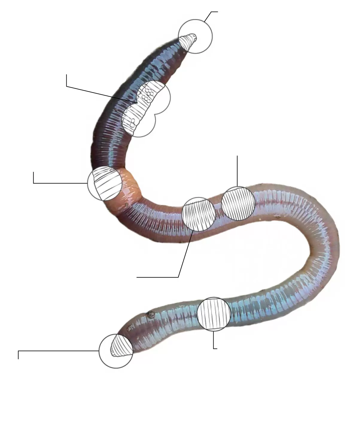 Lekker glibberig en altijd in vorm: ode aan de regenworm | De Morgen