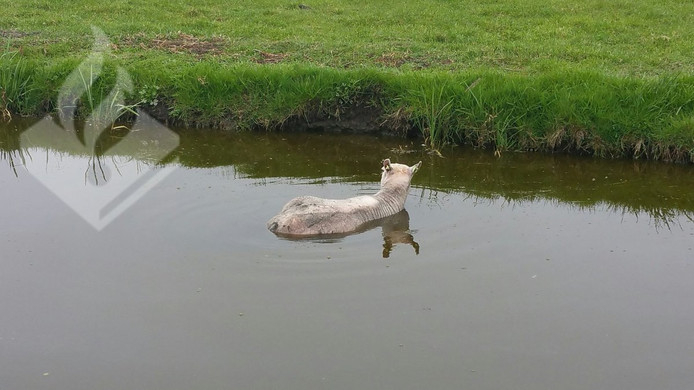 Schaap springt in sloot in Bodegraven uit angst voor loslopende hond ...