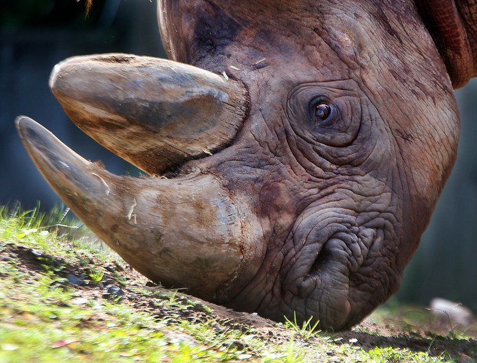 Hoorn van neushoorn vaker grens over als sieraad | Buitenland | AD.nl