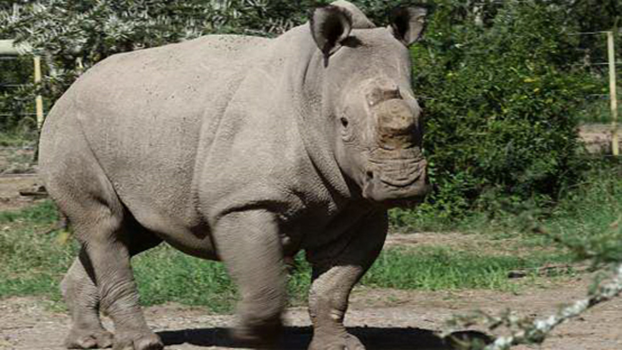 Hoorns van neushoorn verwijderd tegen stropers | Trouw
