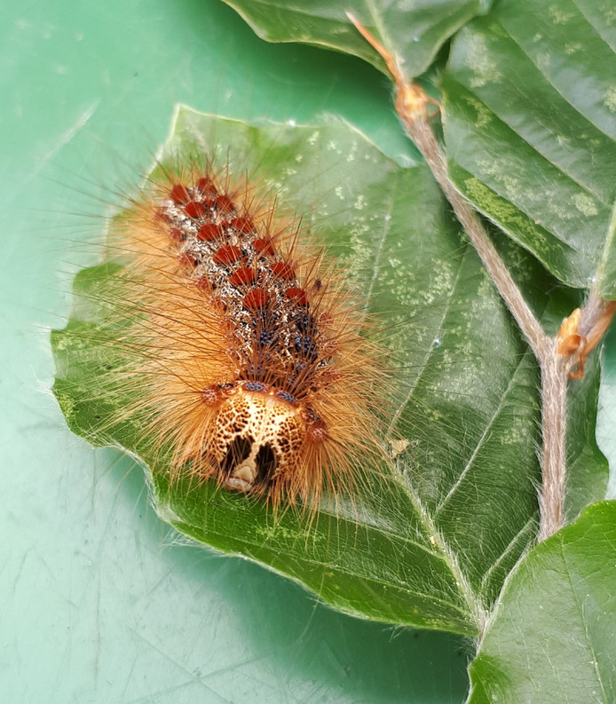 Meldpunt processierups: jeuk, infecties en overlast ...