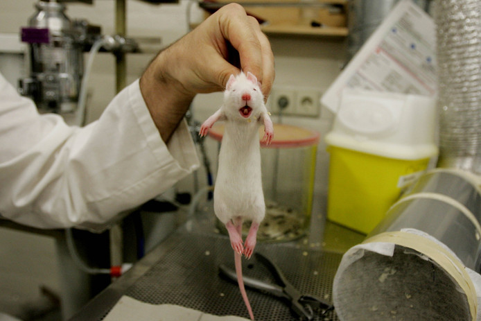 'Wereldwijd verbod op dierproeven voor cosmetica' | Buitenland | AD.nl