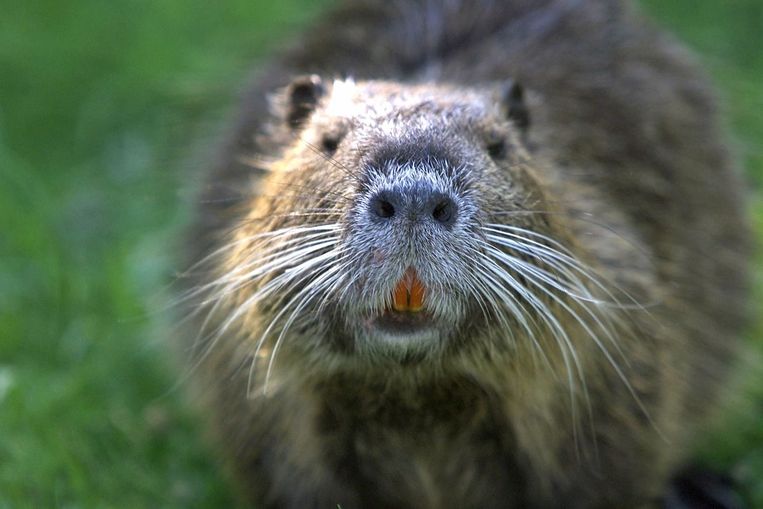 Limburgse bevers op het laatste moment geweigerd door Britten | De ...