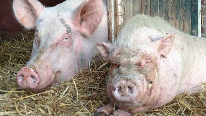 Beroemd mishandeld varken Maximiliaan (15) vredig heengegaan ...