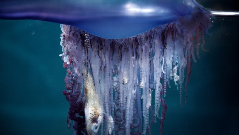 Zeemonster met de naam Portugees oorlogsschip | De Volkskrant