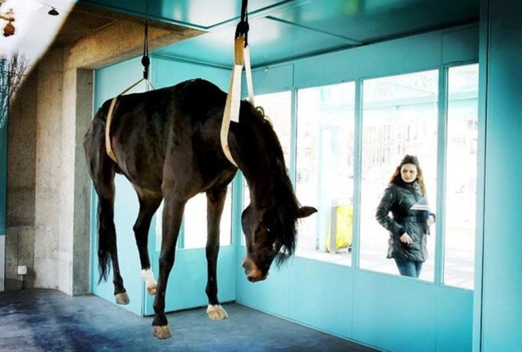 Opgehangen dood paard moet kunst voorstellen | Bizar | HLN