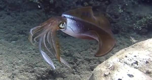Biologen ontdekken hoe een inktvis van kleur verandert | Wetenschap | AD.nl