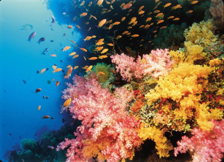 Koraalrif kan in 2050 verdwenen zijn | Het Parool