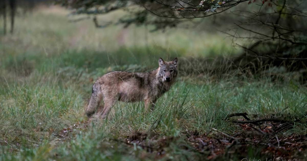 Hobbyfotograaf stuit op hele roedel wolven: ‘Vreselijk veel geluk gehad ...