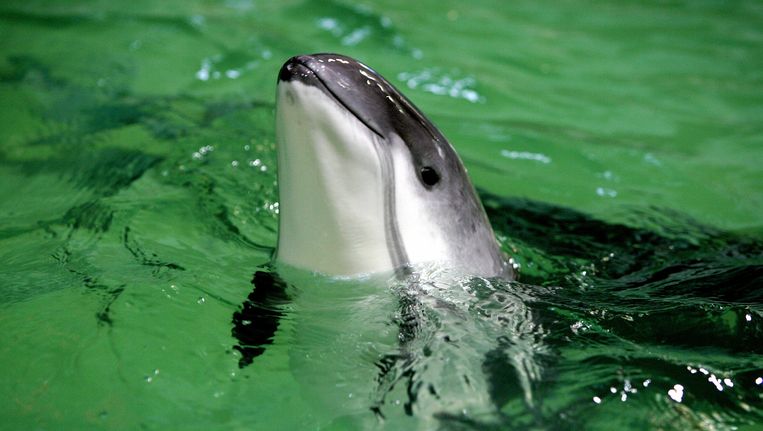 Jagende bruinvis, molecuul in volle glorie en Chinees bier | De Volkskrant