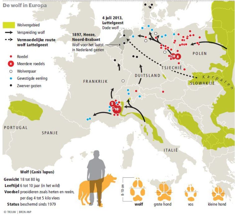 Der Wolf Lebensraum Und Lebensweise