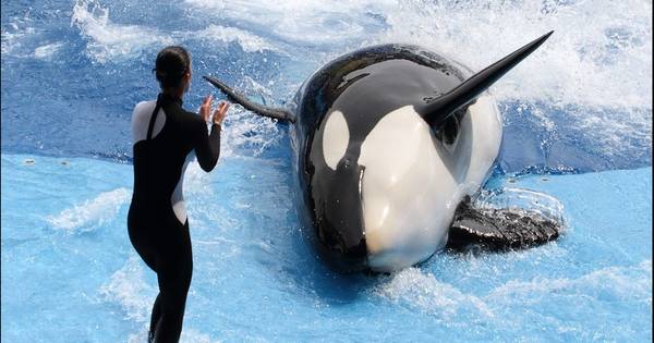 Tilly, l'orque tueuse de retour au parc aquatique SeaWorld | Ecologie ...