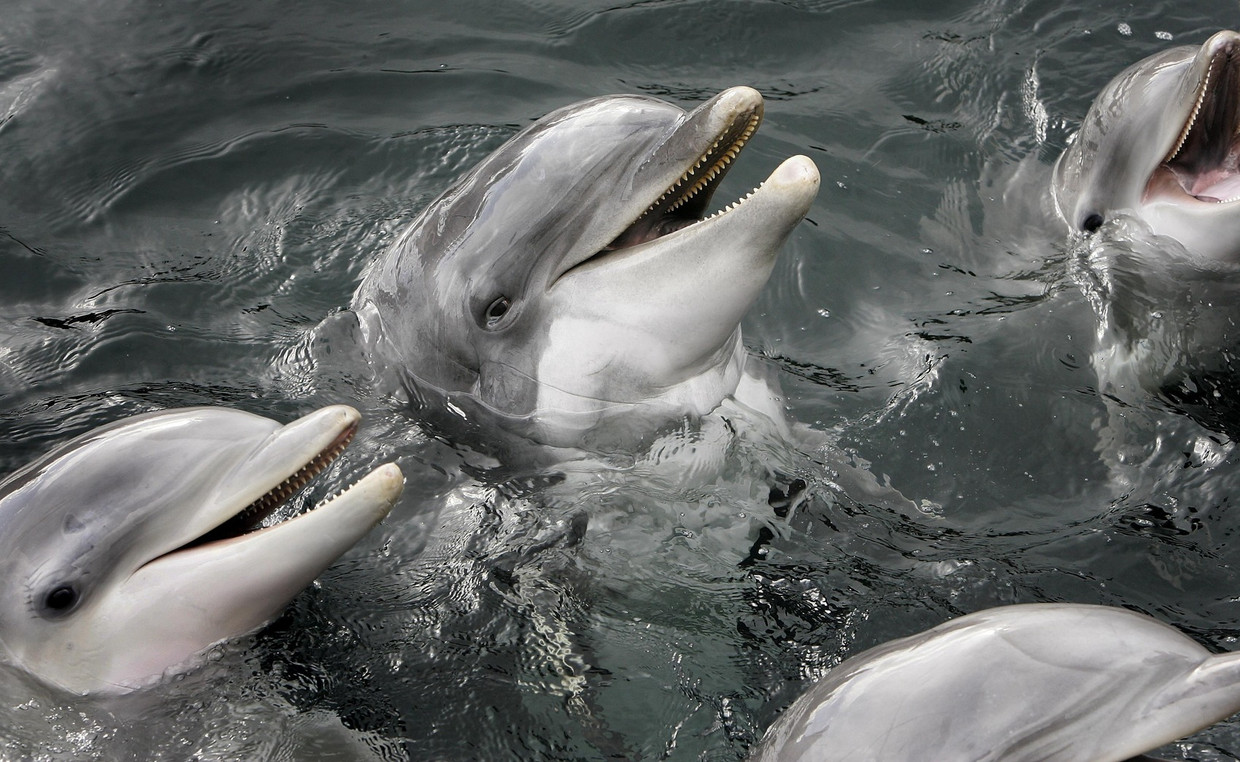 'Maak de dolfijnen van het Dolfinarium allemaal af' | De Volkskrant
