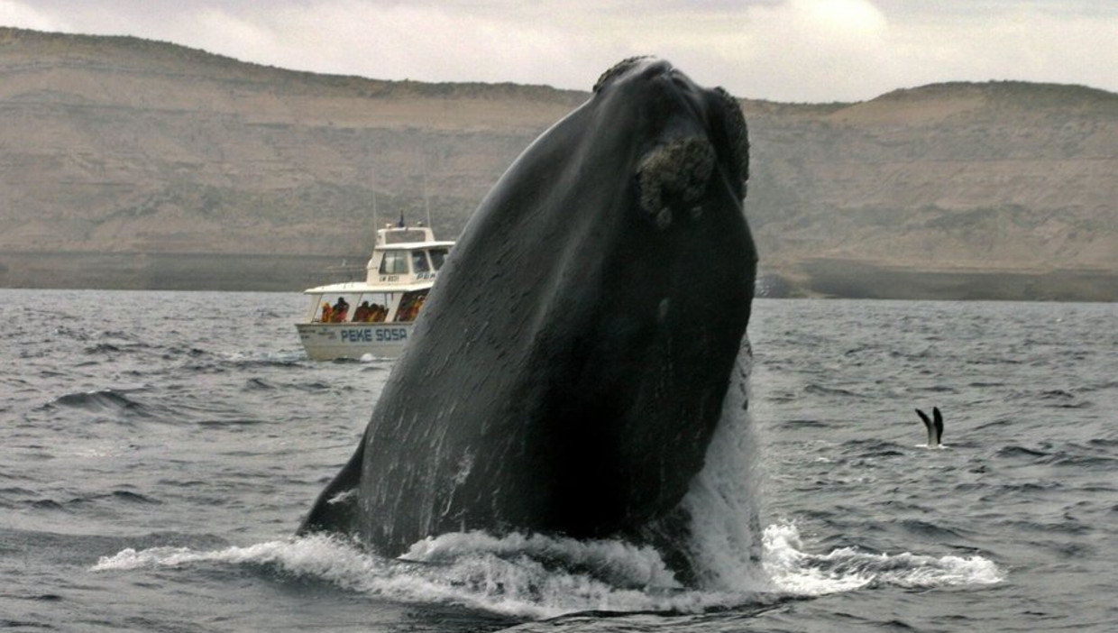 Walvis krijgt stress van boten met toeristen en onderwaterlawaai | De ...