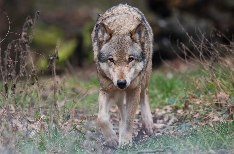 Wolf en wolvin in Nederland: alles over het begin van een roedel | De ...