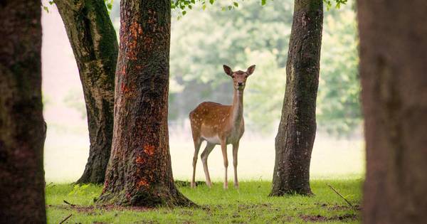 Achterhoekse natuur wereldberoemd dankzij fotograaf uit Silvolde | Oude ...