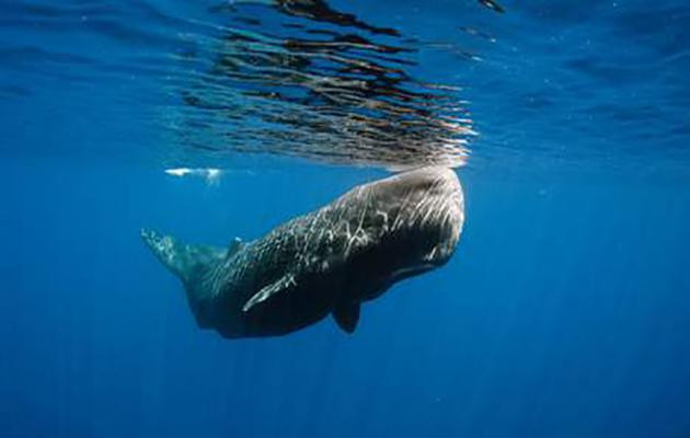 Wetenschappers bewijzen dat waardevol ambergrijs werkelijk uitwerpsel ...