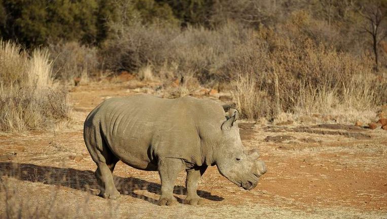 Kenia gaat neushoorns chippen tegen stroperij | Trouw